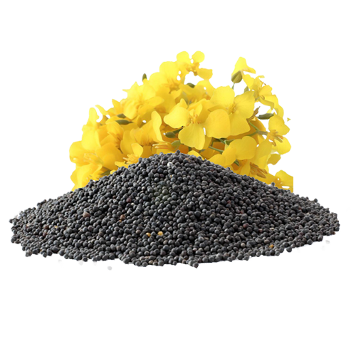 Каталог :: Насіння :: Ріпак озимий